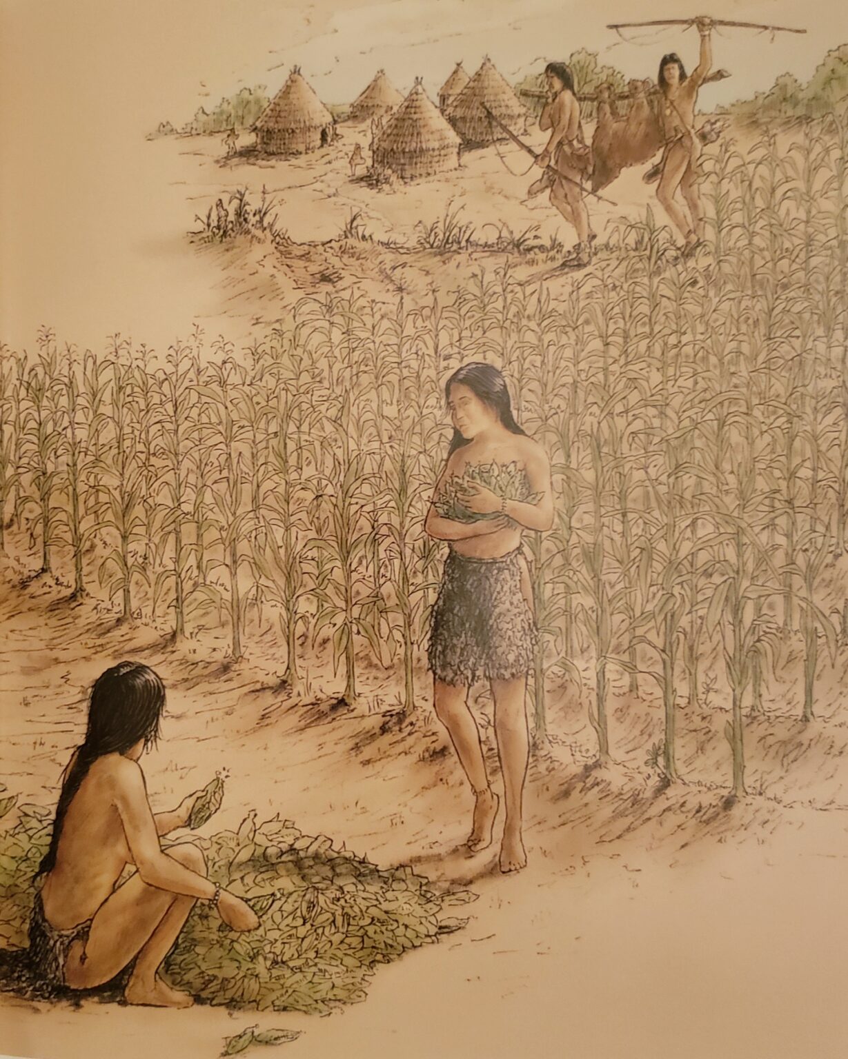 Apalachee History of Florida ‣ Apalachee Indians of Anhaica